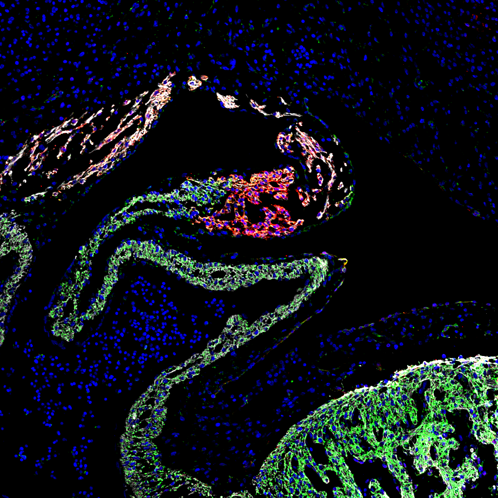 神经科学显微镜核心